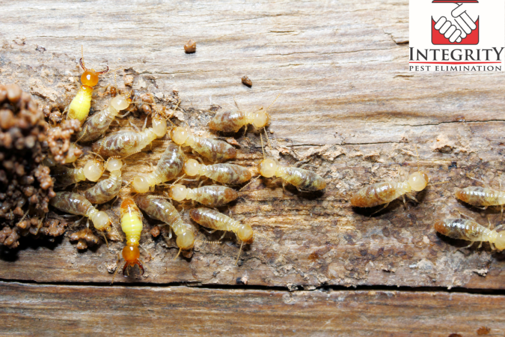 The Hidden Costs of Termite Damage: How an Inspection Can Save Your ...
